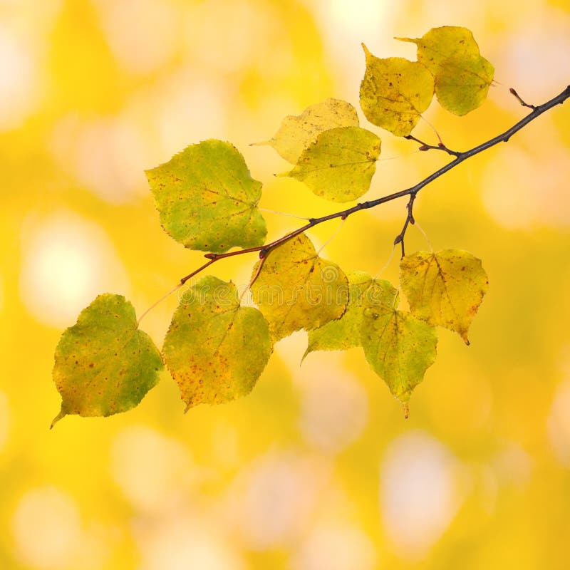 Beautiful leaves in autumn stock image. Image of branches - 11694309
