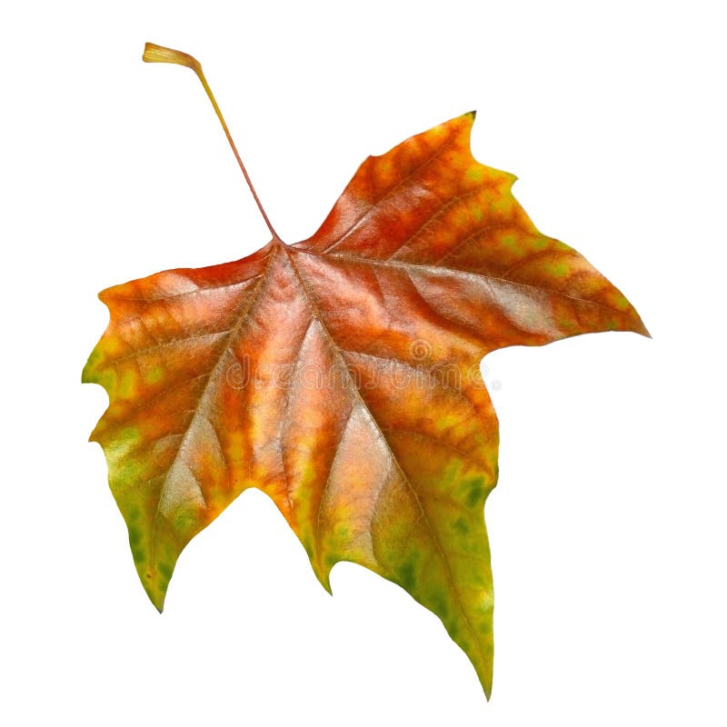 Beautiful leaves in autumn stock image. Image of detail - 12303755