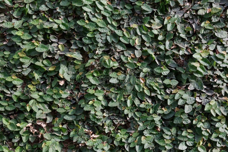 Beautiful Leaves Background Stock Photo - Image of abstract, beauty ...