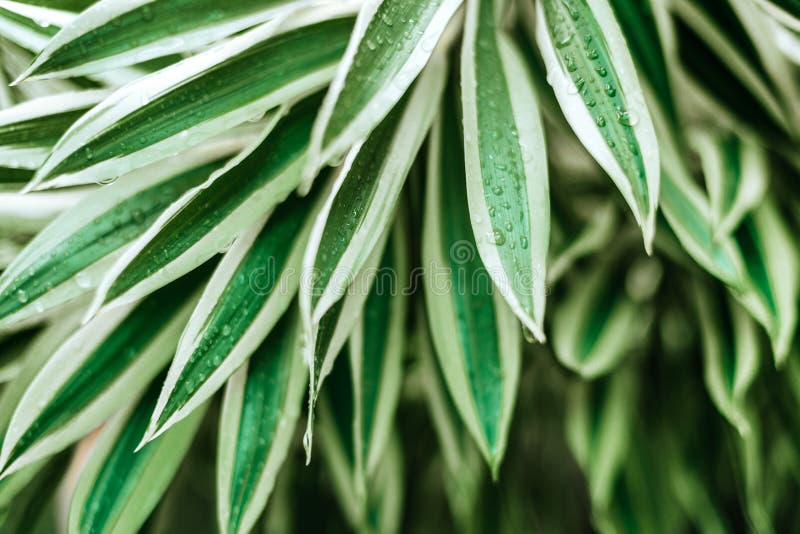 Beautiful Leaves Background for Wallpaper Stock Photo - Image of dark ...