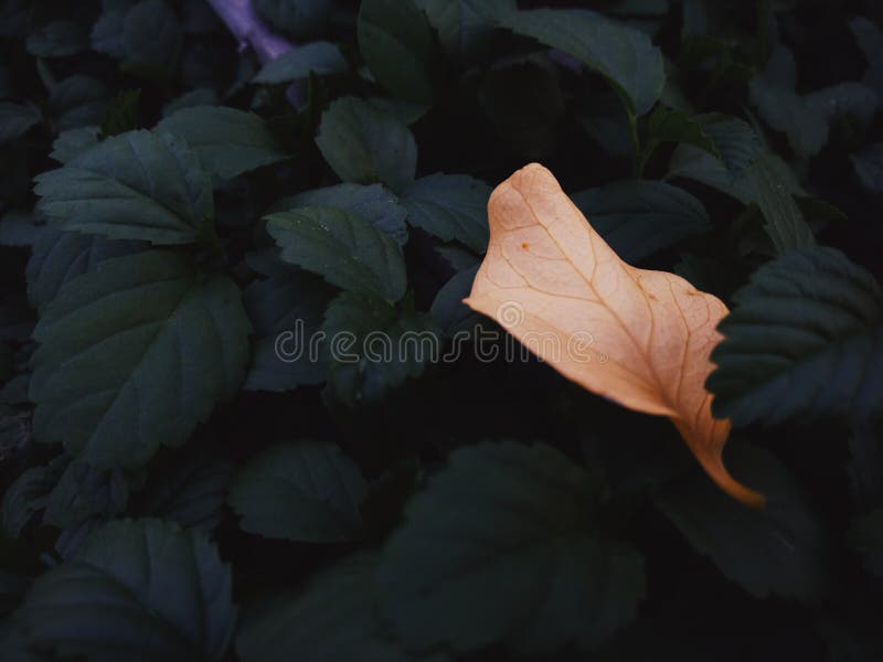 Beautiful leaves stock photo. Image of vsco, beautiful - 169575186