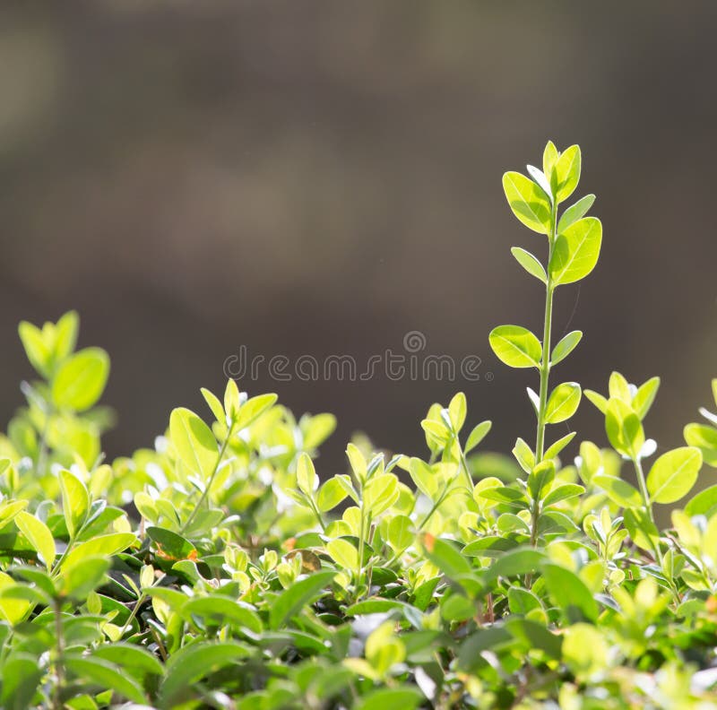 Beautiful Leaves on the Bush in Nature Stock Image - Image of estate ...