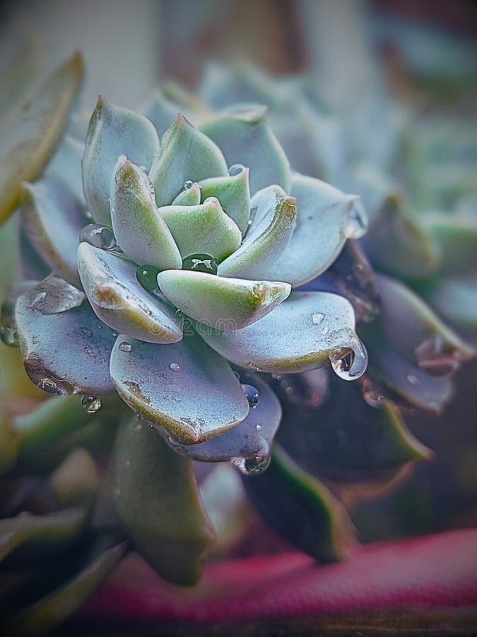 Beautiful Leaves Cactus in Rain Stock Photo - Image of tree, flower ...