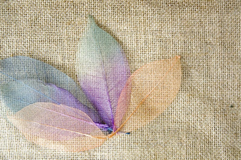 Beautiful leaves stock image. Image of background, organic - 41441097