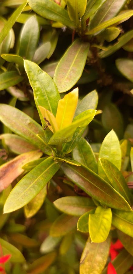 Monica flower stock image. Image of monica, leaves, beautiful - 210563431