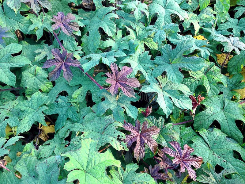 Beautiful leaves stock photo. Image of green, fresh, leaves - 52748120