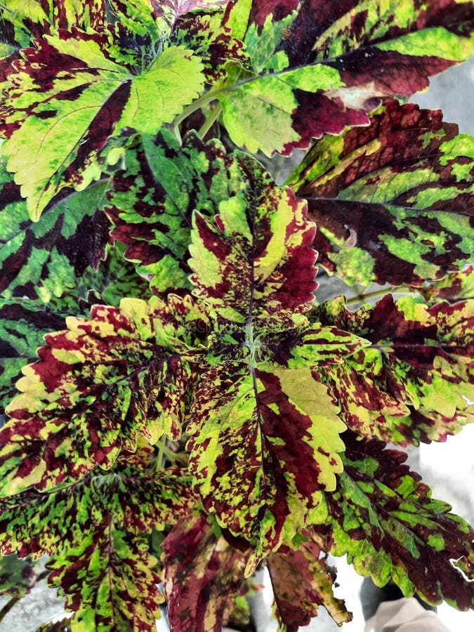 Beautiful Leaves in the Garden, Many Colour Stock Image - Image of ...