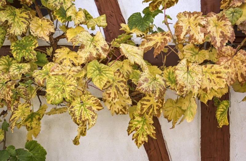 Beautiful Leaves of Grapevine in Autumn Stock Photo - Image of leaves ...