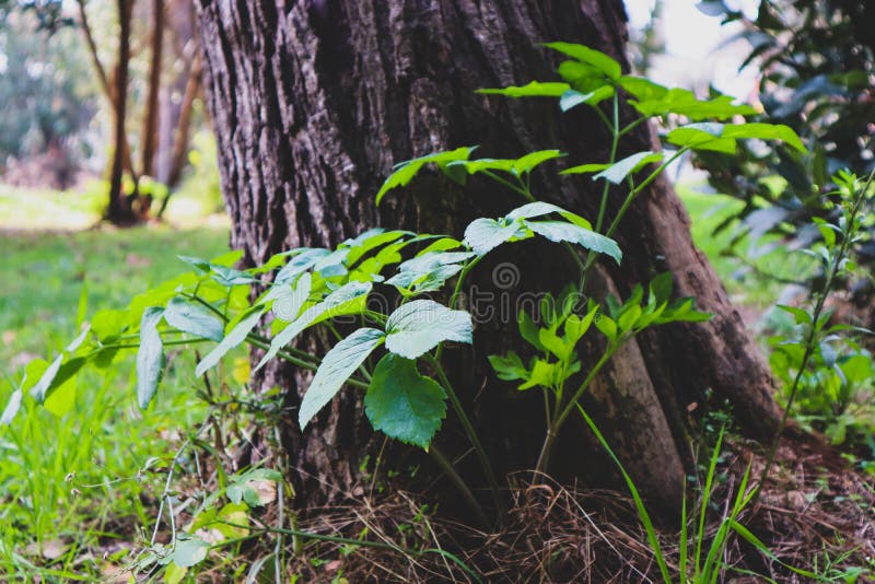 Beautiful Leaves Growing at the Base of the Tree Stock Image - Image of ...