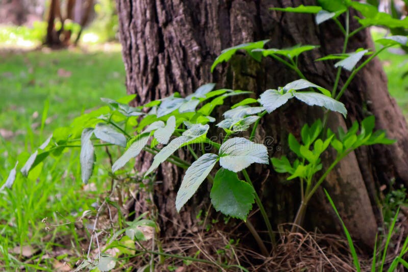 Beautiful Leaves Growing at the Base of the Tree Stock Image - Image of ...