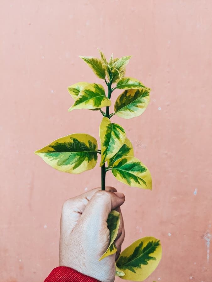 Beautiful Leaves Hold My Hand Stock Image - Image of hand, leaves ...