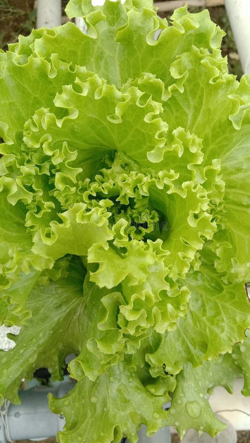 Beautiful Leaves of Lettuce. Stock Image - Image of ornamental ...