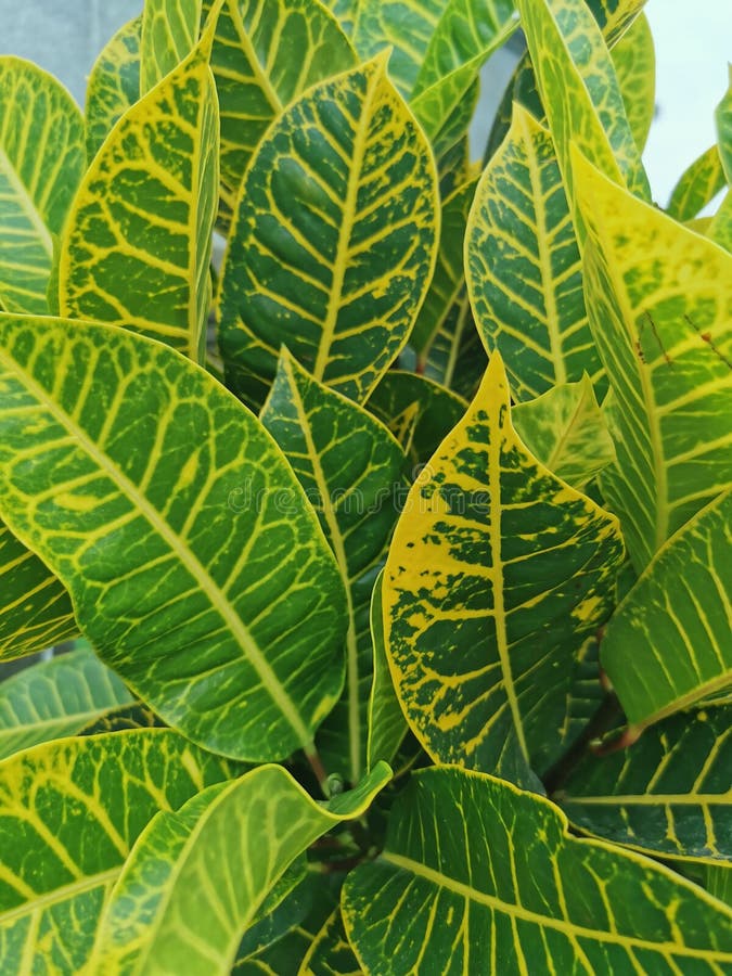 Beautiful Leaves Make the Spirit in the Afternoon Stock Image - Image ...