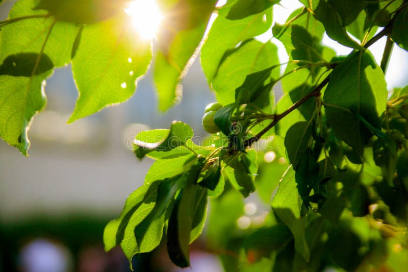 Beautiful Leaves of Maple Tree Glowing in Sunlight. Stock Image - Image ...