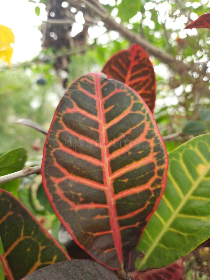 Beautiful Leaves Nature Green Nature Multi Colour Leaf is Awesome in ...