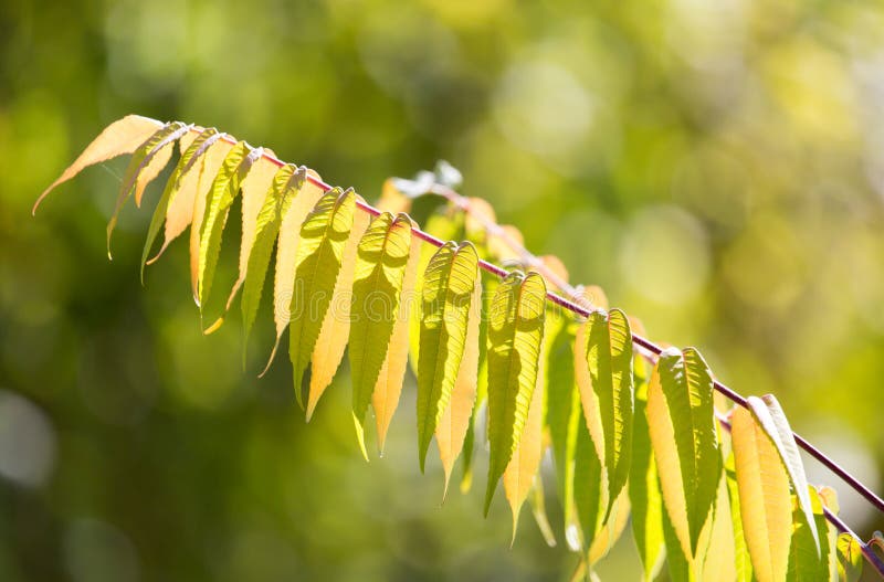 Beautiful Leaves on the Nature Stock Photo - Image of pattern, growth ...