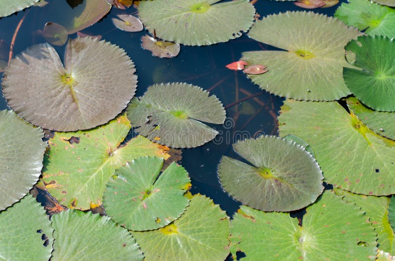 Leaves Nymphaea Lotus with Leaves in Pond Stock Photo - Image of ...