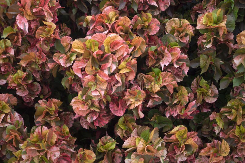 Beautiful Leaves Pattern for Nature Background. Stock Image - Image of ...