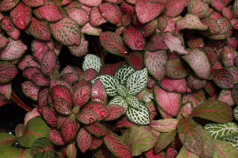 Beautiful Leaves Pattern for the Nature Background Stock Image - Image ...