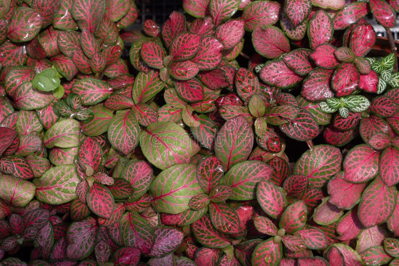 Beautiful Leaves Pattern for the Nature Background Stock Photo - Image ...