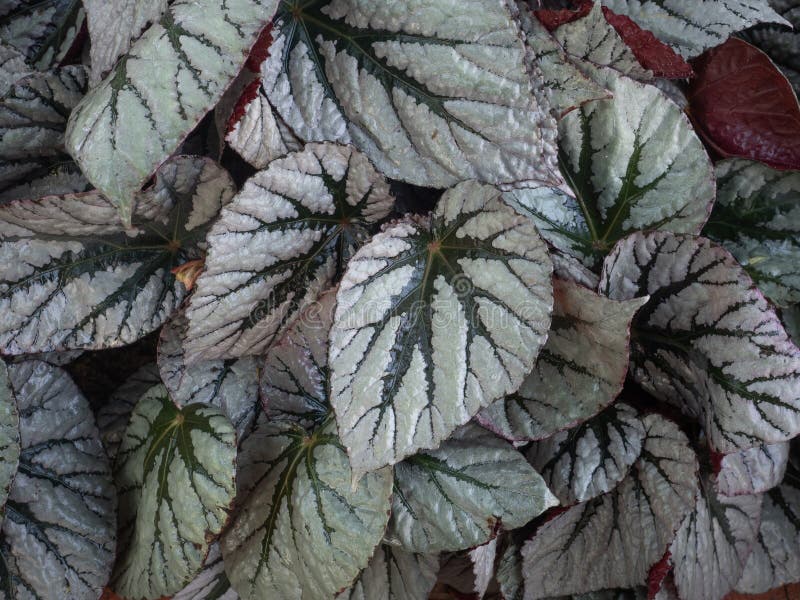 Beautiful Leaves Pattern for the Nature Background Stock Photo - Image ...