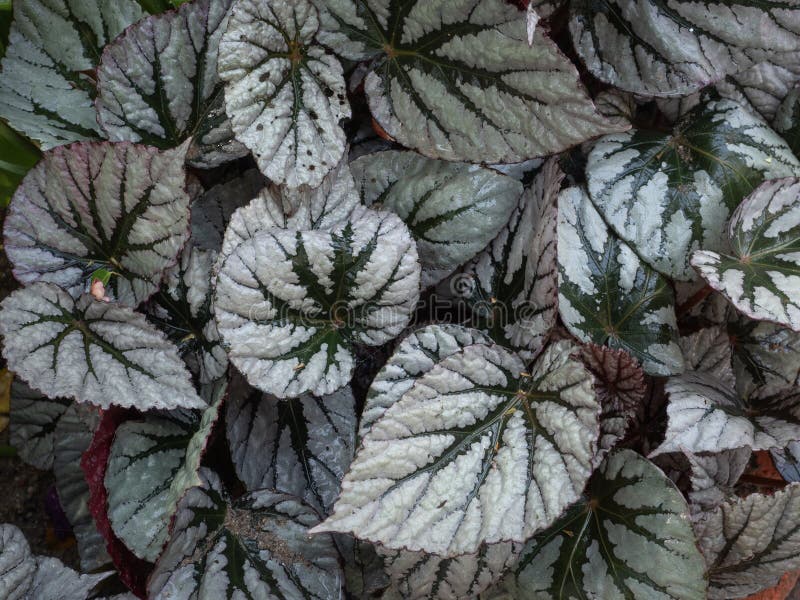 Beautiful Leaves Pattern for the Nature Background Stock Image - Image ...