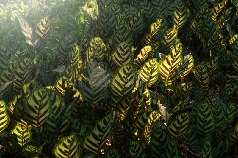 Beautiful Leaves Pattern for the Nature Background Stock Image - Image ...