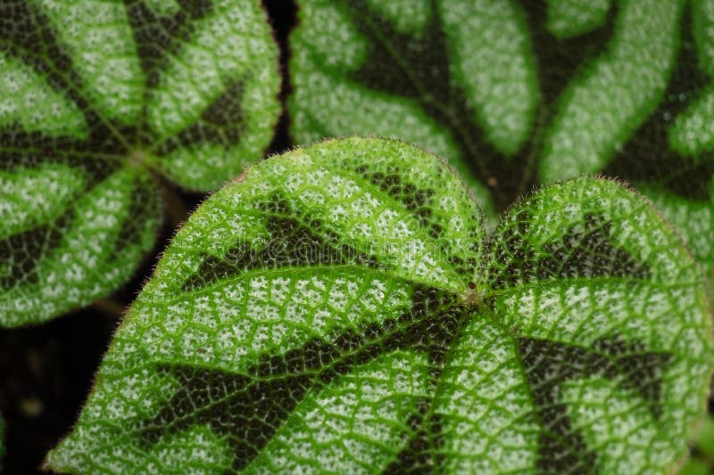 Close Up Beautiful Leaves Pattern for Nature Background Stock Photo ...
