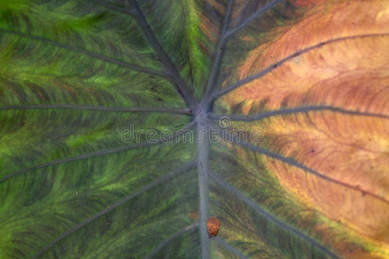Close Up Beautiful Leaves Pattern for Nature Background Stock Photo ...
