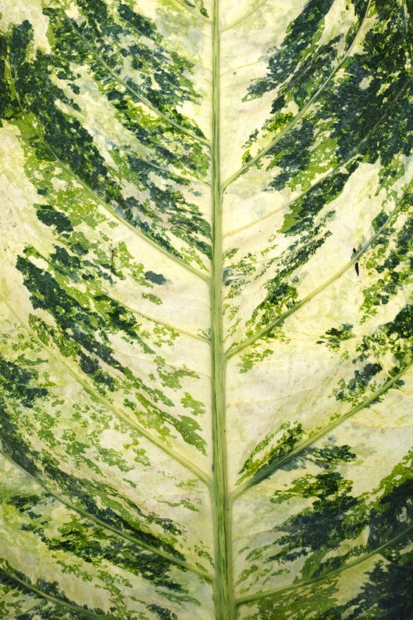 Beautiful Leaves Pattern for Nature Background. Stock Photo - Image of ...