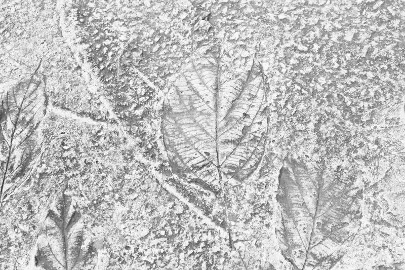 Beautiful Leaves Pattern,texture Stamp on Cement Floor,dry Leaves Stamp ...
