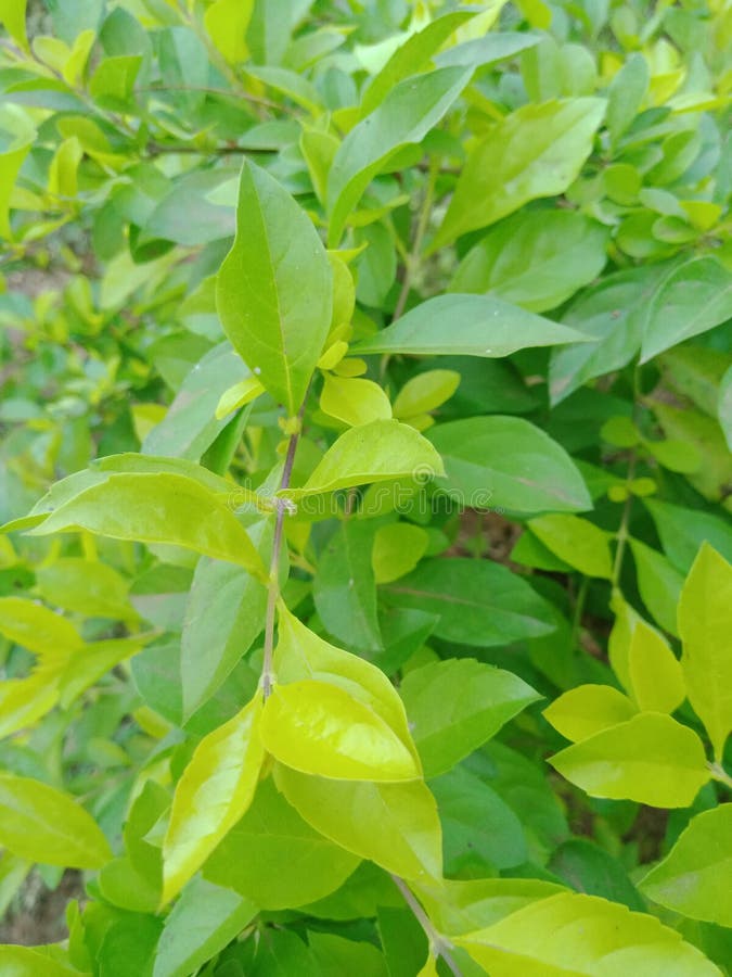 Beautiful Leaves Pics | Nature Photo Stock Image - Image of nature ...