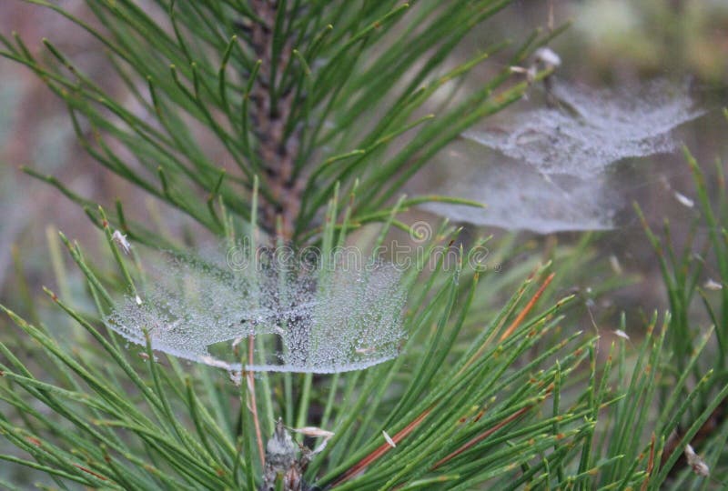 Beautiful Pinewood in a Forest Stock Image - Image of wood, hungary ...