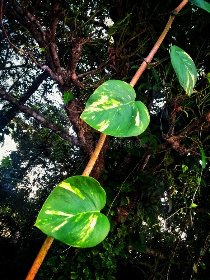 Leaves of Amazon stock image. Image of forests, leaves - 127354257