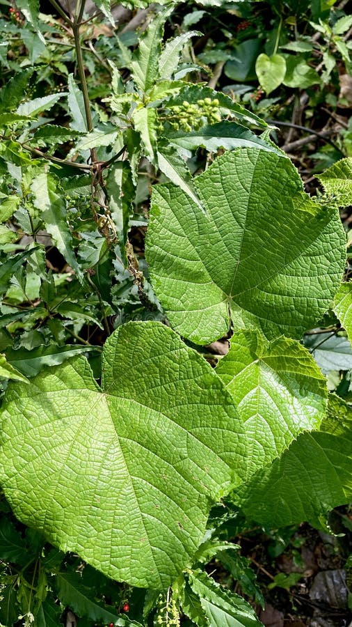 Leaf stock photo. Image of beautiful, leaves, leaf, natural - 387509690