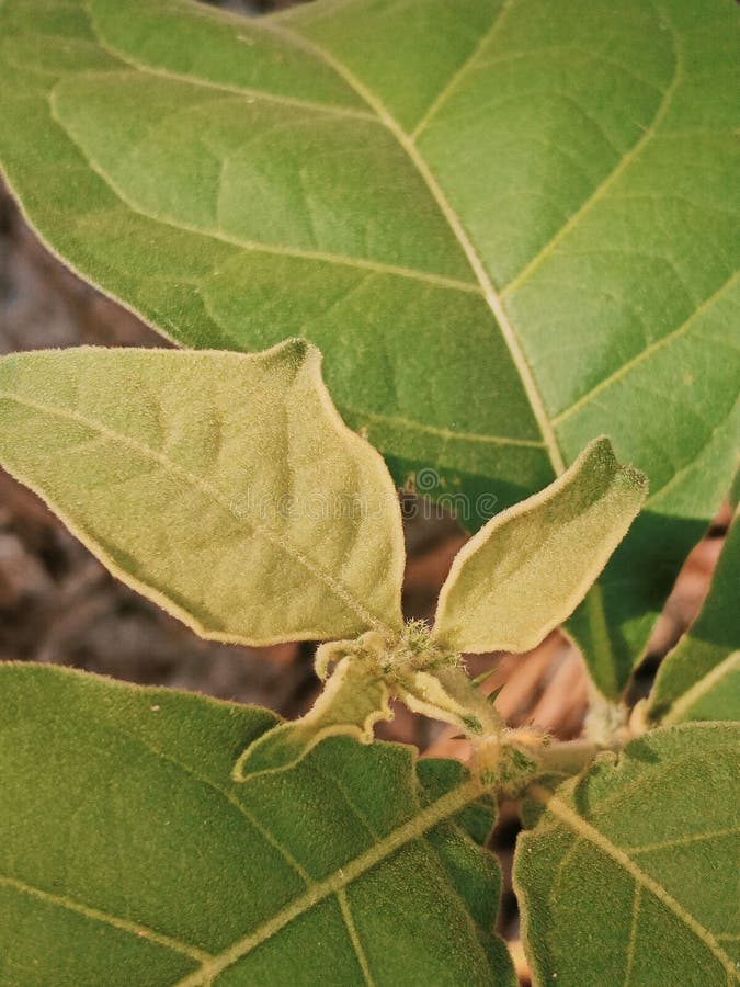 Beautiful Leaves with Soft Indumentum Stock Image - Image of leaf, soft ...
