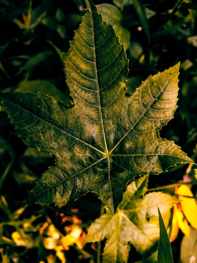 Beautiful Leaves & Sunset Stock Image - Image of sunlight, yellow ...