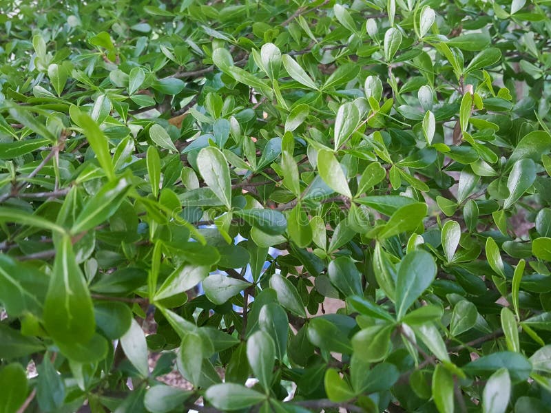 Beautiful Leaves Terminalia Stock Photo - Image of green, food: 243219748