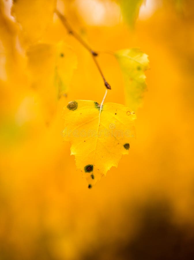Beautiful Leaves on a Tree in Autumn Stock Image - Image of color ...