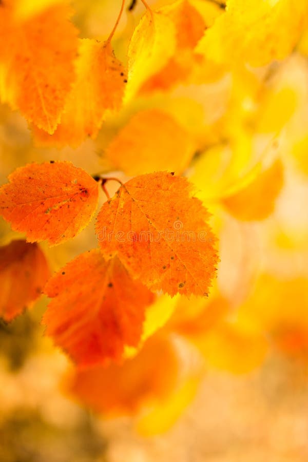 Beautiful Leaves on a Tree in Autumn Stock Image - Image of park ...