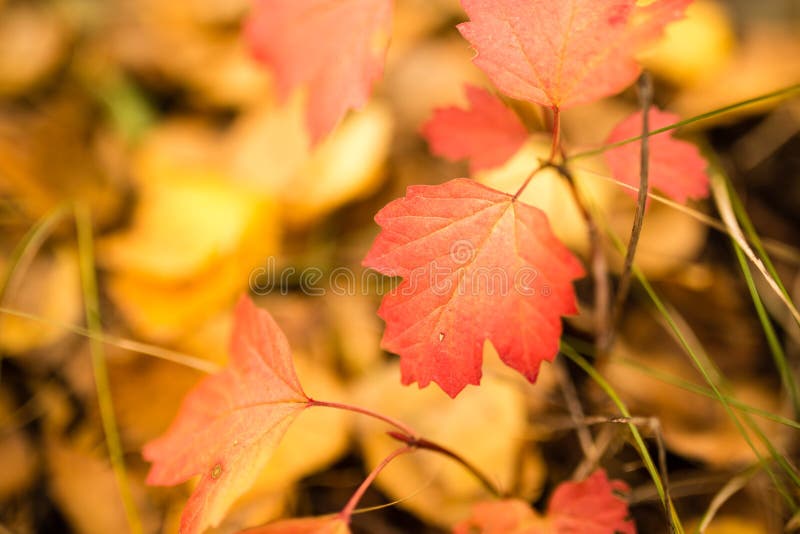 Beautiful Leaves on a Tree in Autumn Stock Photo - Image of pattern ...