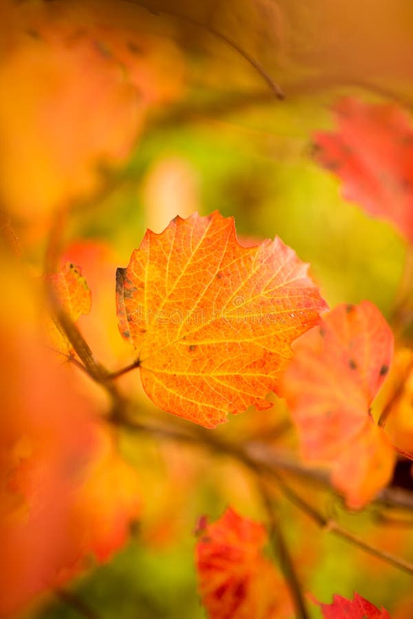 Beautiful Leaves on a Tree in Autumn Stock Photo - Image of background ...