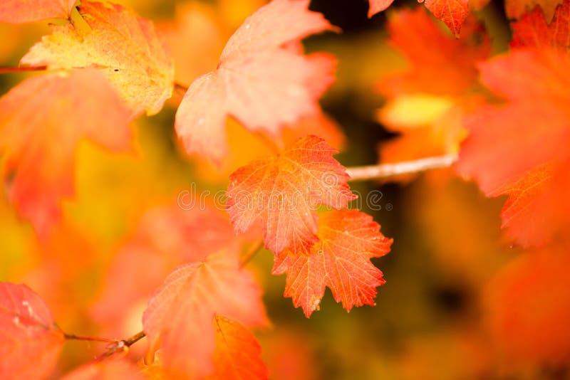 Beautiful Leaves on a Tree in Autumn Stock Image - Image of natural ...
