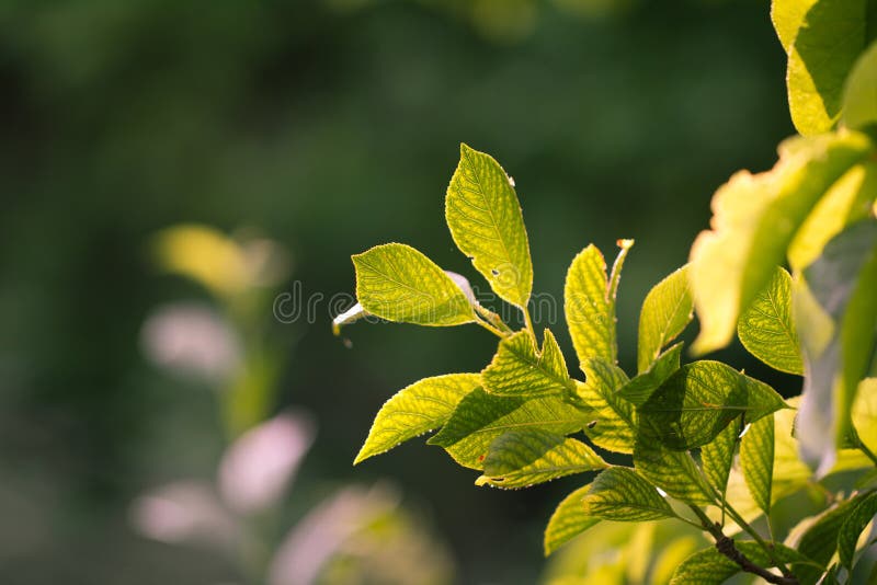 Beautiful Leaves of a Tree in Nature Stock Photo - Image of park ...
