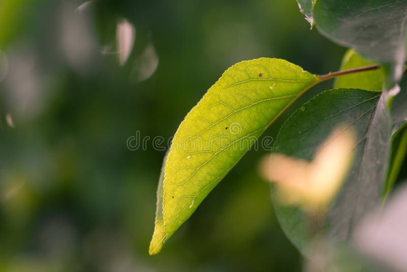 Beautiful Leaves of a Tree in Nature Stock Image - Image of botany ...