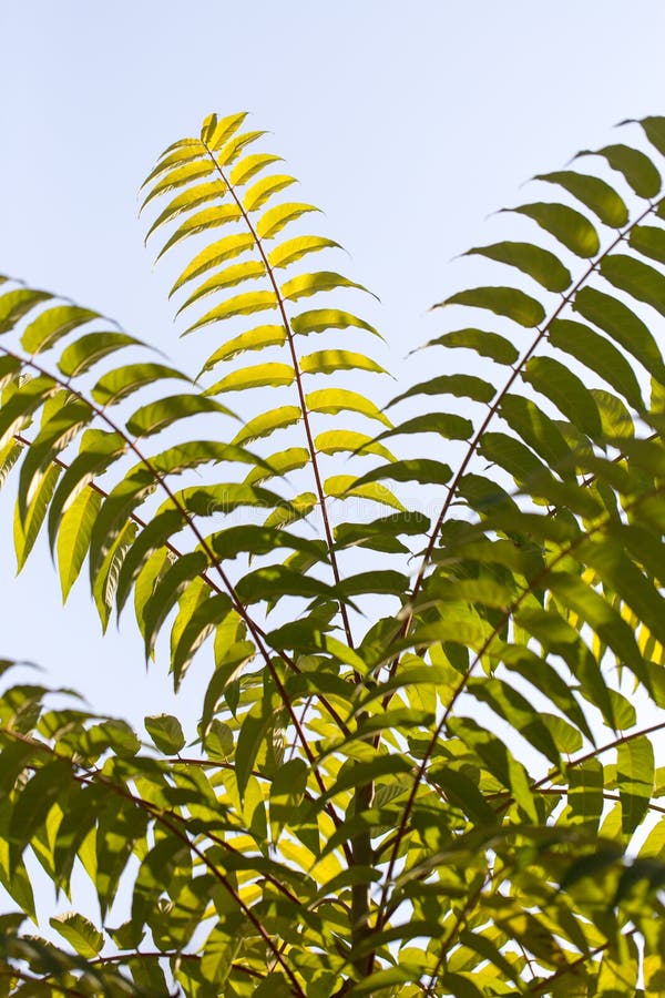 Beautiful Leaves on the Tree Stock Image - Image of tree, botanical ...