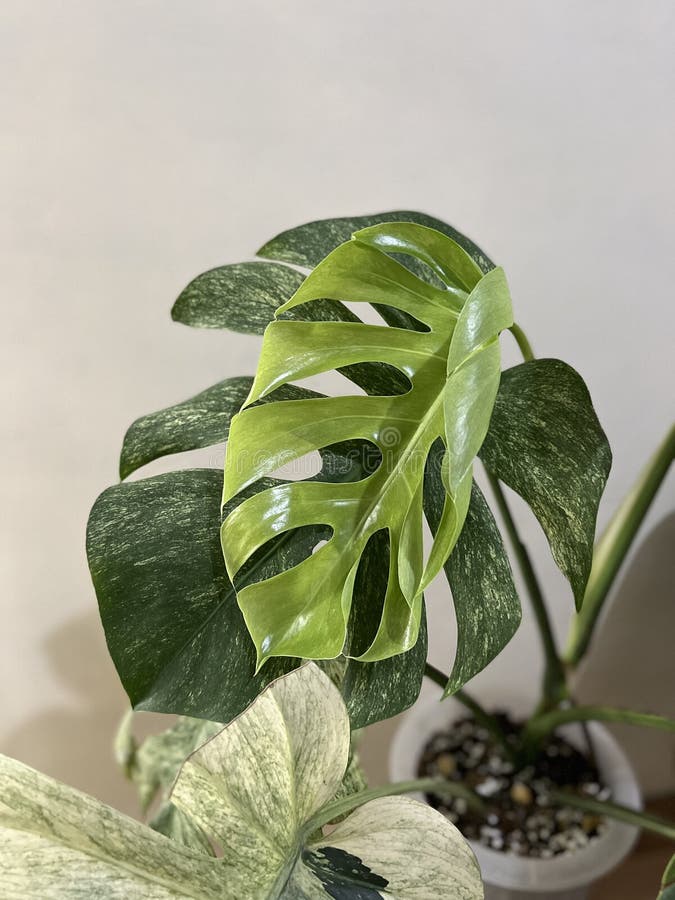 Beautiful Leaves of the Variegated Monstera Mint Plant Stock Photo ...