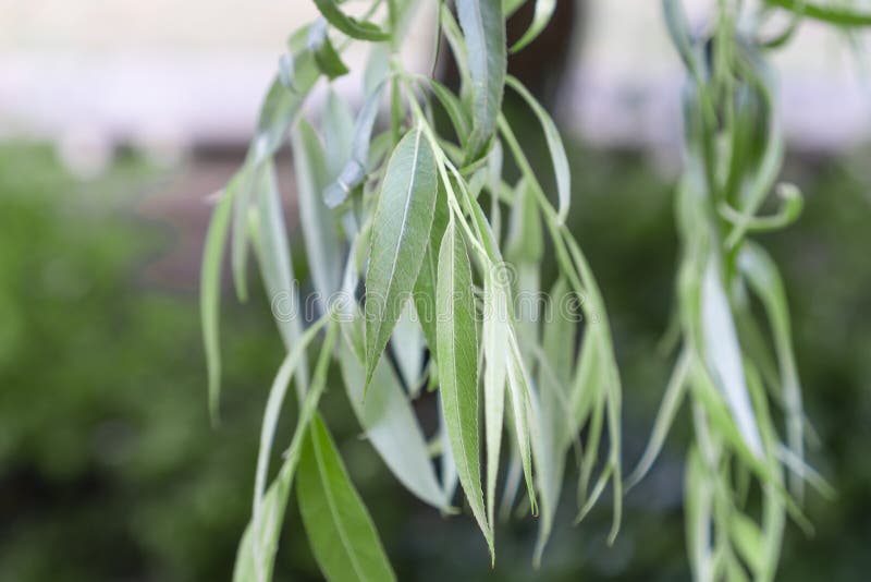 Beautiful Leaves of Willow Tree Close-up Stock Photo - Image of native ...