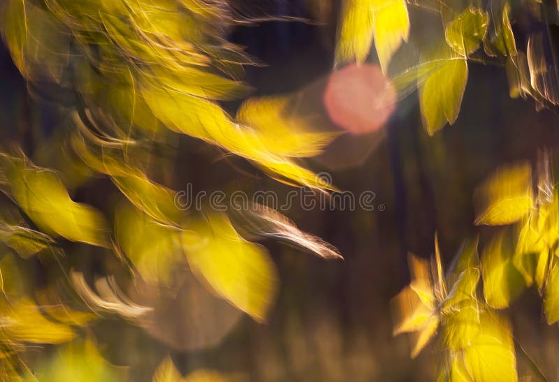 Leaves Blowing in the Wind stock photo. Image of leaf - 17881732
