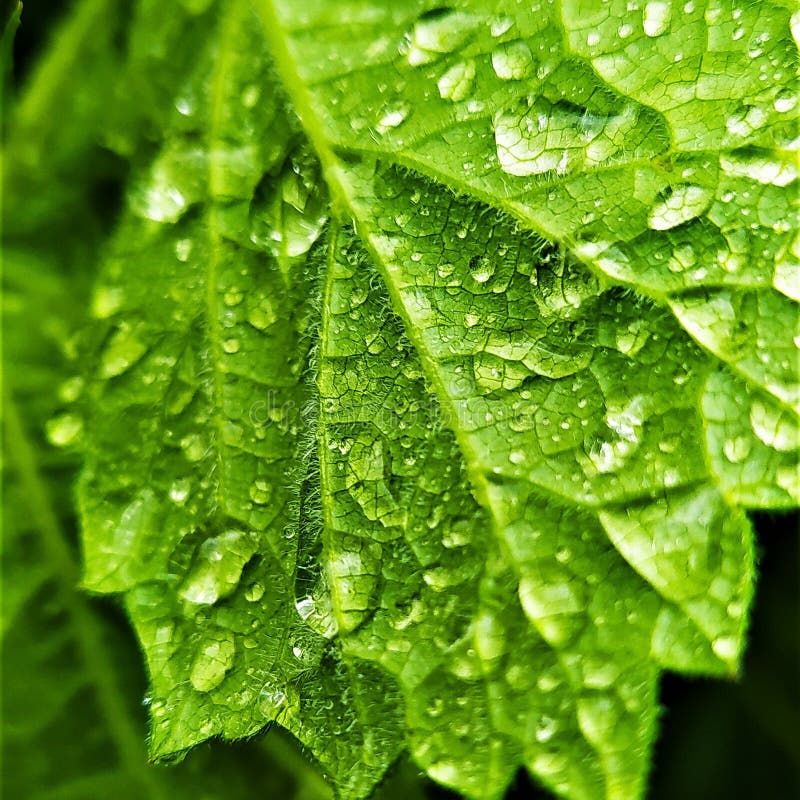 A Beautiful Leef after the Rain Stock Image - Image of plant, petal ...